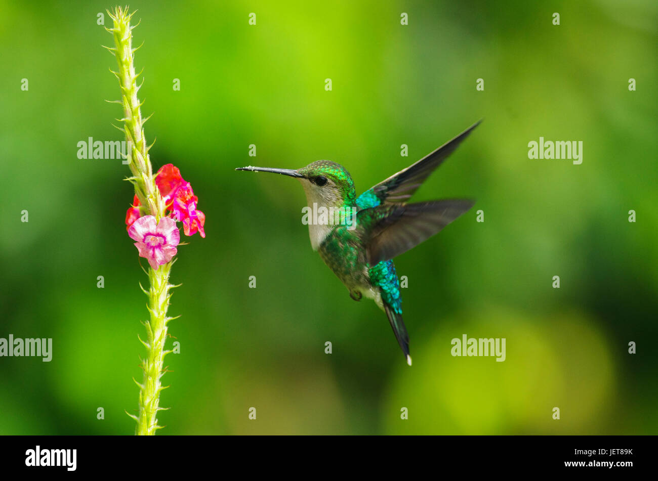Birds from Panama Hummingbird approaching a flower Stock Photo - Alamy