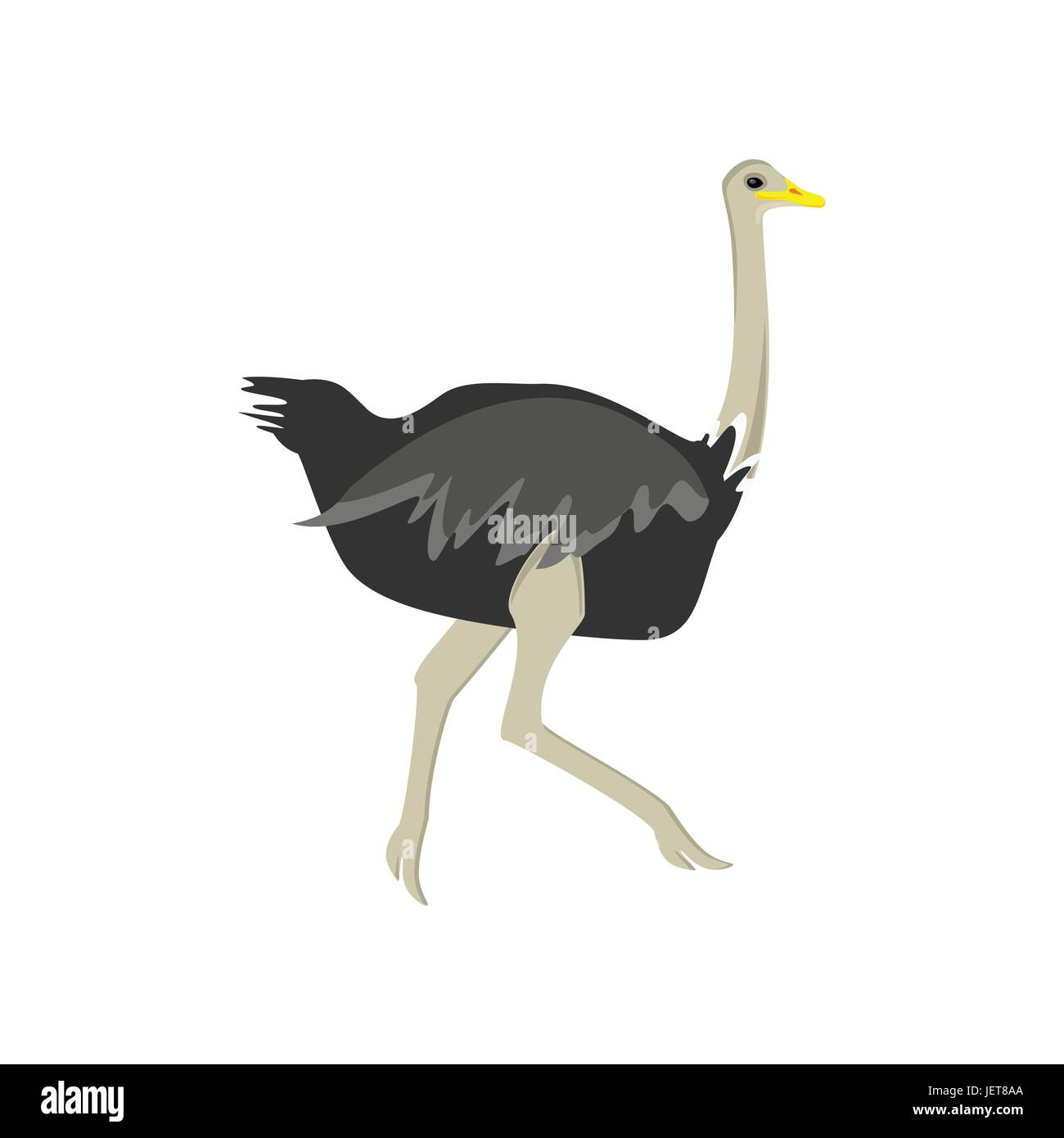 Vector illustration African bird running ostrich isolated on white ...