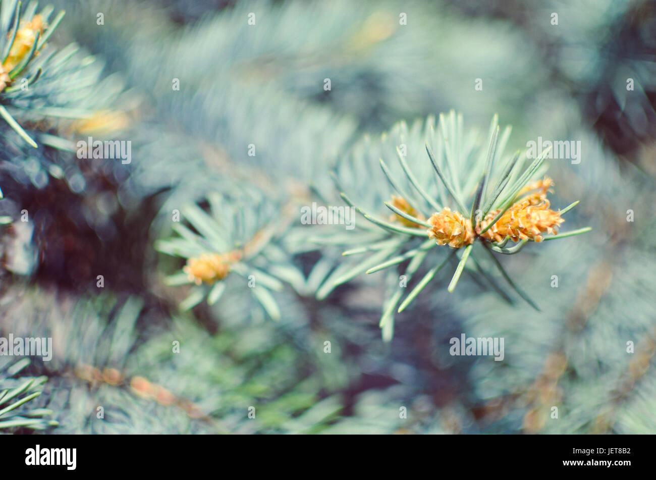 Blue spruce branches on background at spring Stock Photo - Alamy