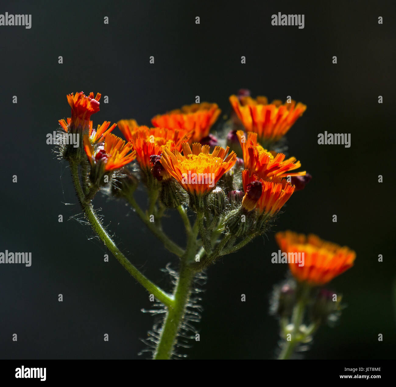 Yellow fox and cubs wildflower hi-res stock photography and images - Alamy