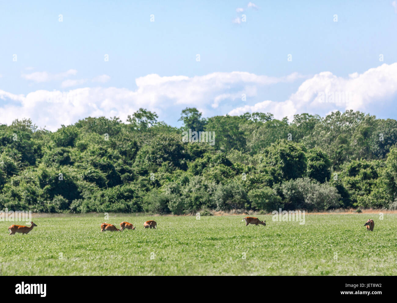 Wild deer in field grass hi-res stock photography and images - Alamy