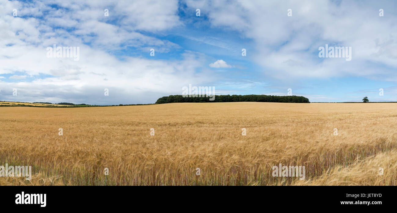 Crop view hi-res stock photography and images - Alamy