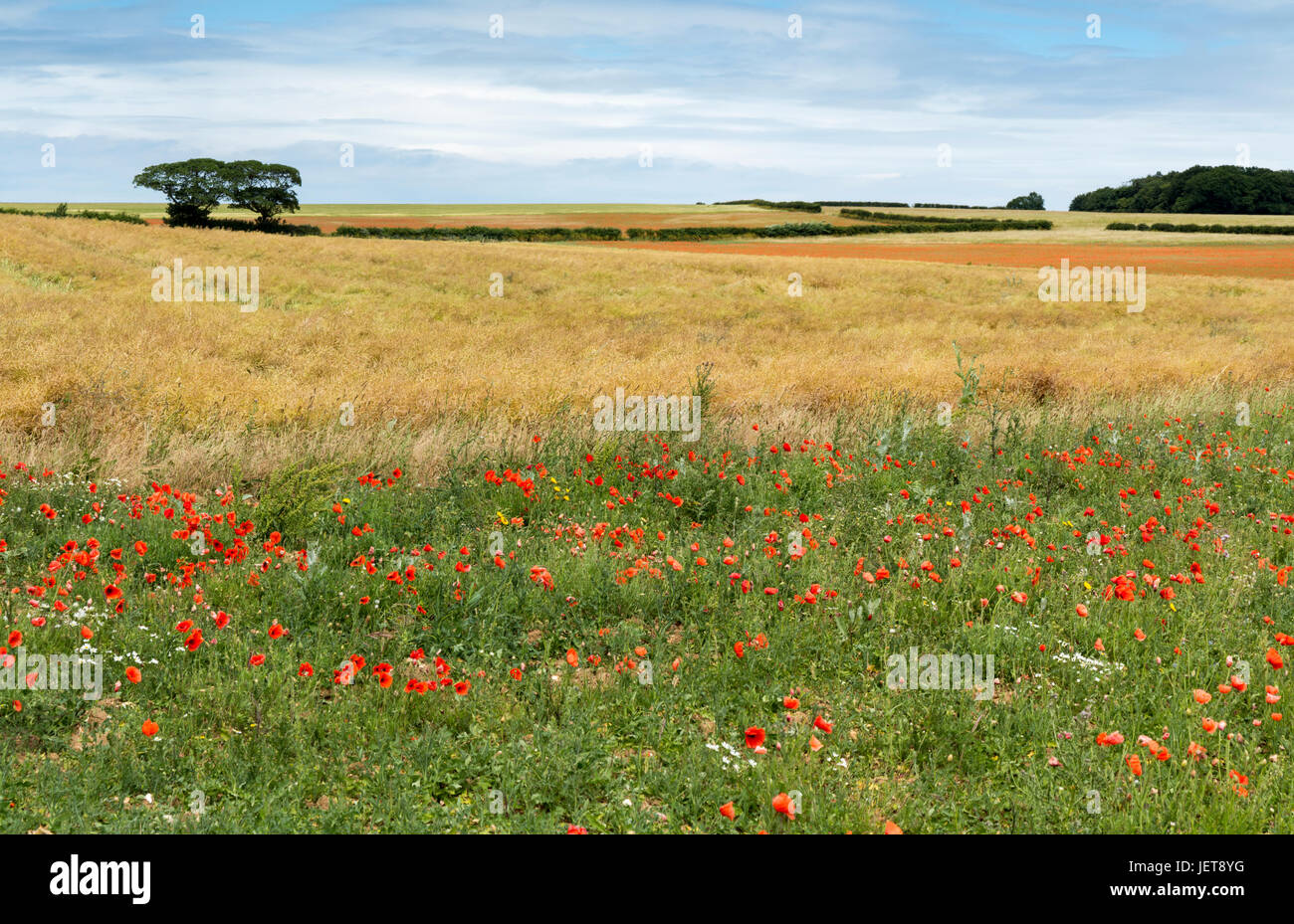 Norfolk farming hi-res stock photography and images - Alamy