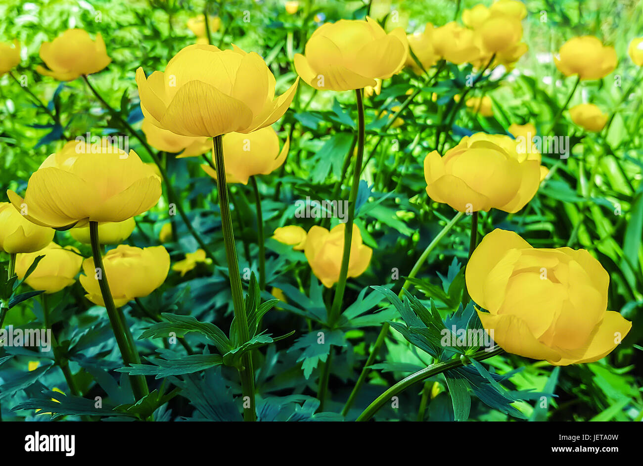 Beautiful yellow flowers Trollius asiaticus on flowerbed in garden ...