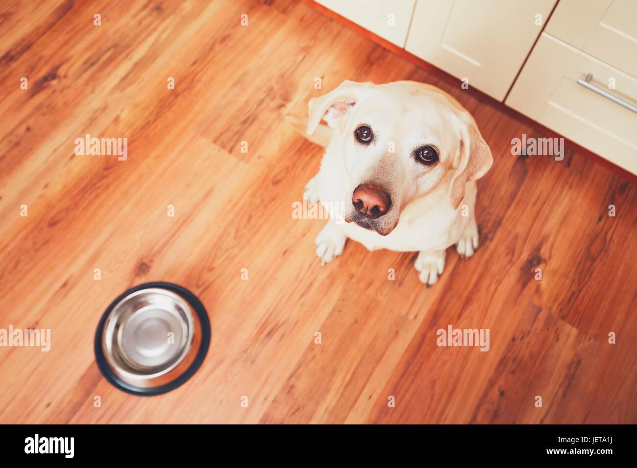 The dog in front of the empty bowl. Hungry labrador retriever waiting ...