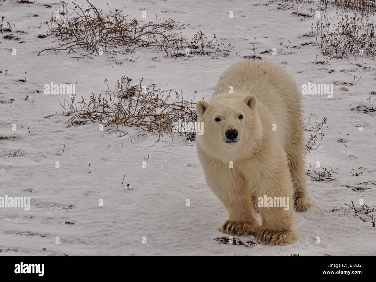 Young Polar Bear looking at camera Stock Photo - Alamy