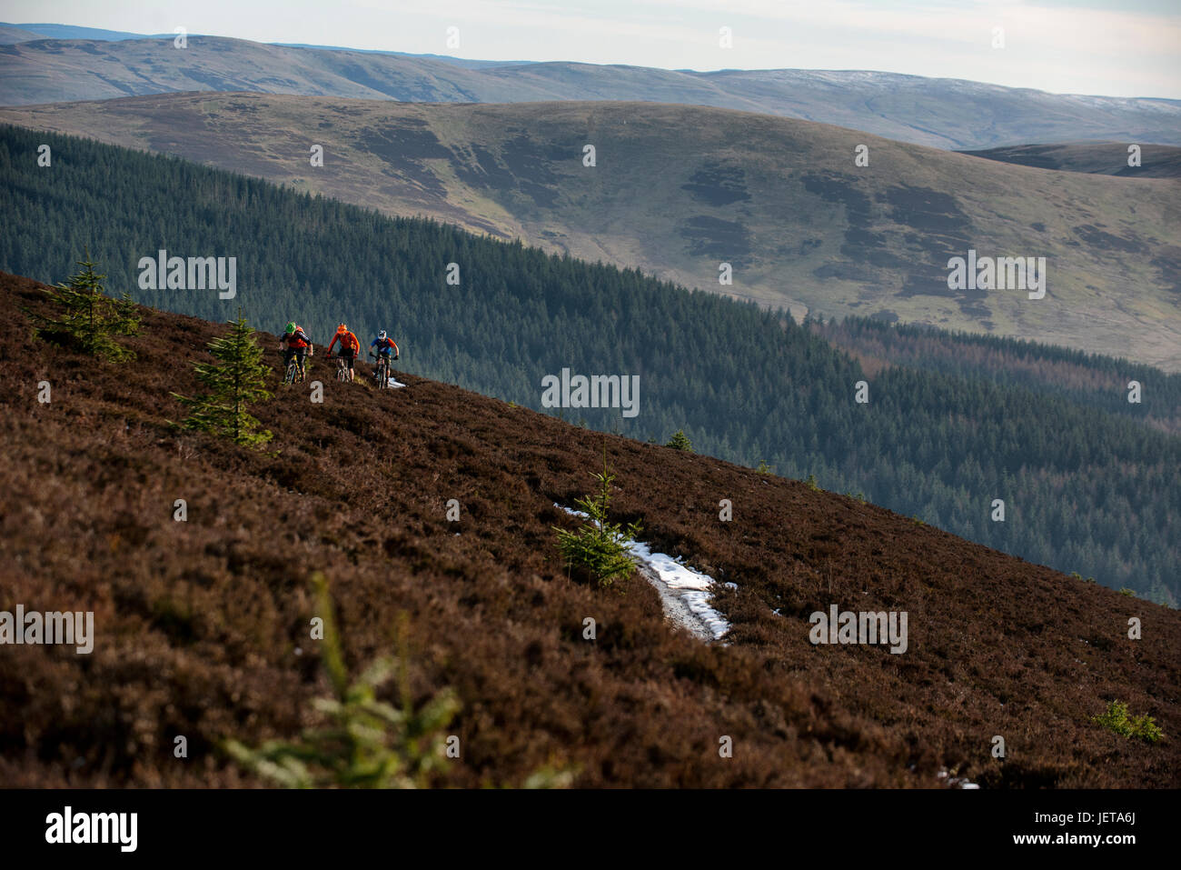 Three mountain bikers ride a trail near the town of Innerleithen ...