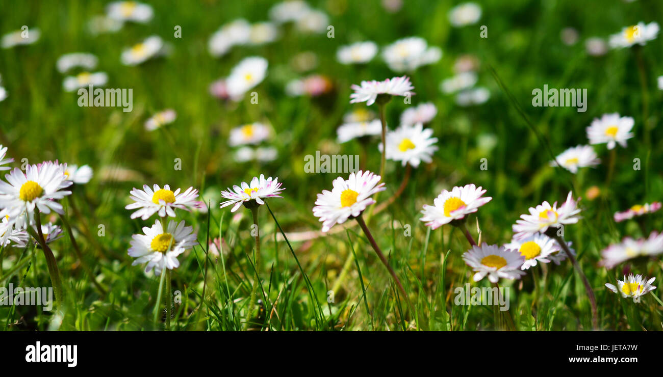 Field of Daisy Flowers in Germany, close up Stock Photo - Alamy