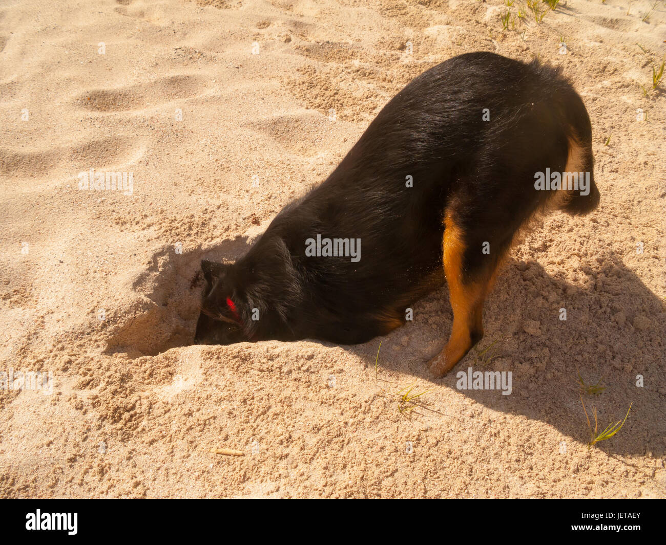 Black dog digging for crabs on a Caribbean beach Stock Photo - Alamy