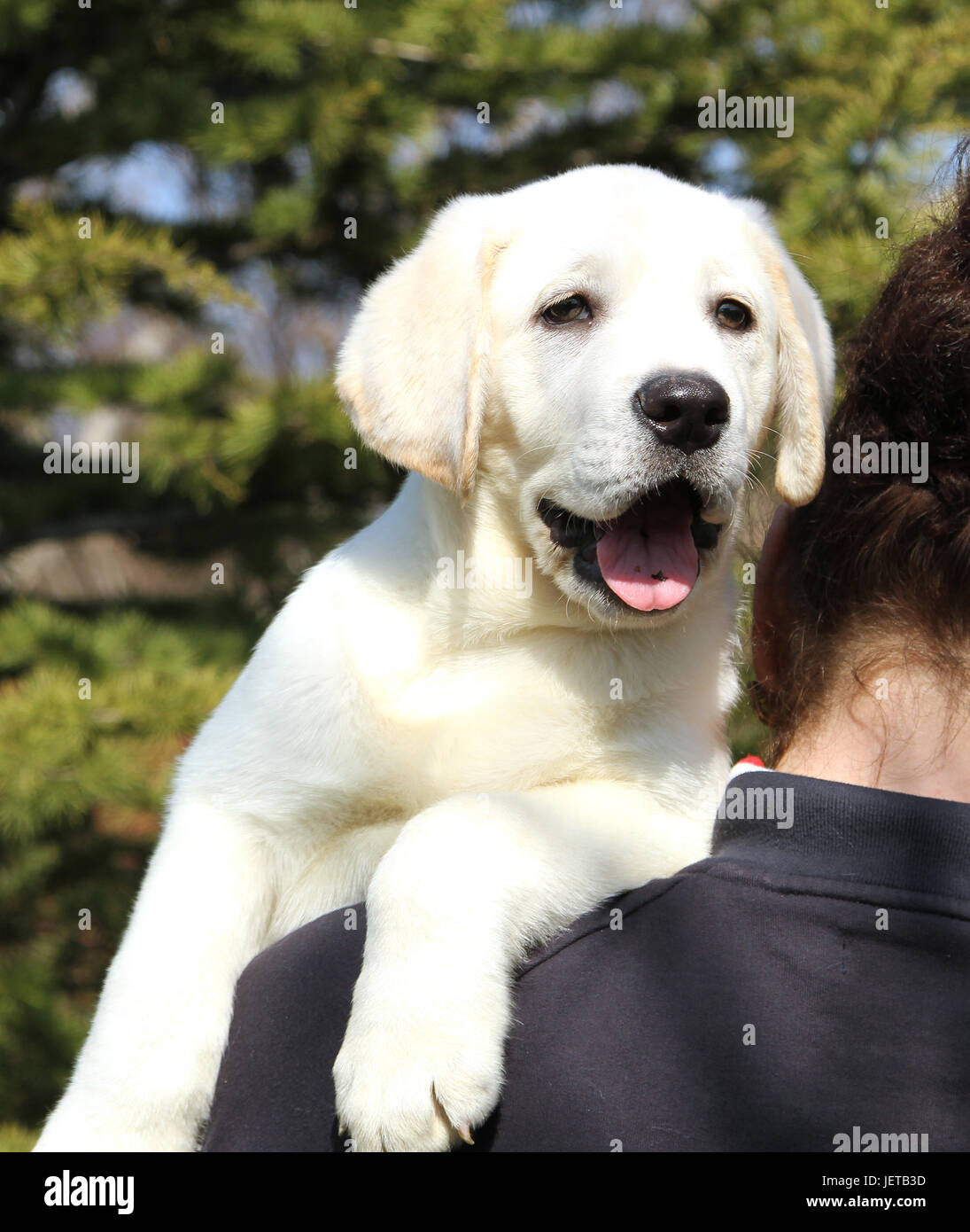 little cute yellow labrador puppy a shoulder of a man Stock Photo - Alamy