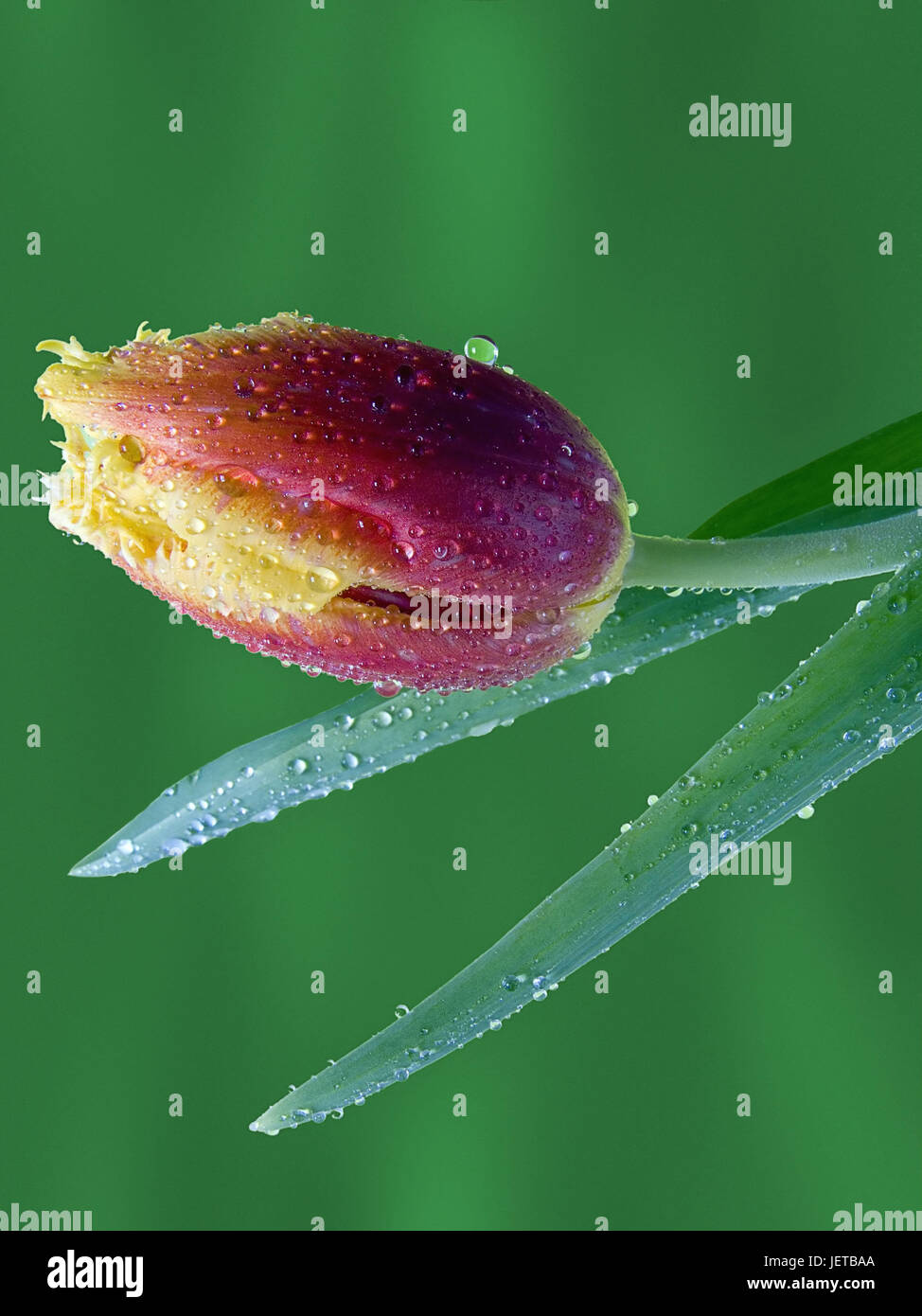 Tulip aleppo hi-res stock photography and images - Alamy