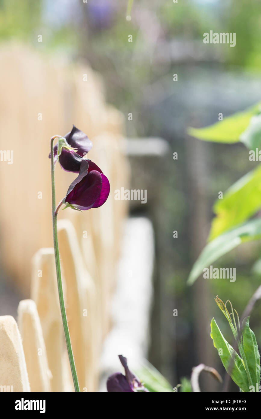 Hazel fence hi-res stock photography and images - Alamy