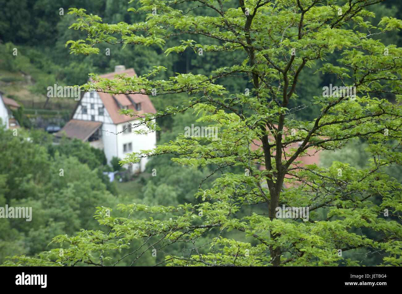 Germany, Bavaria, Rothen's castle whether the cock pigeon, half ...
