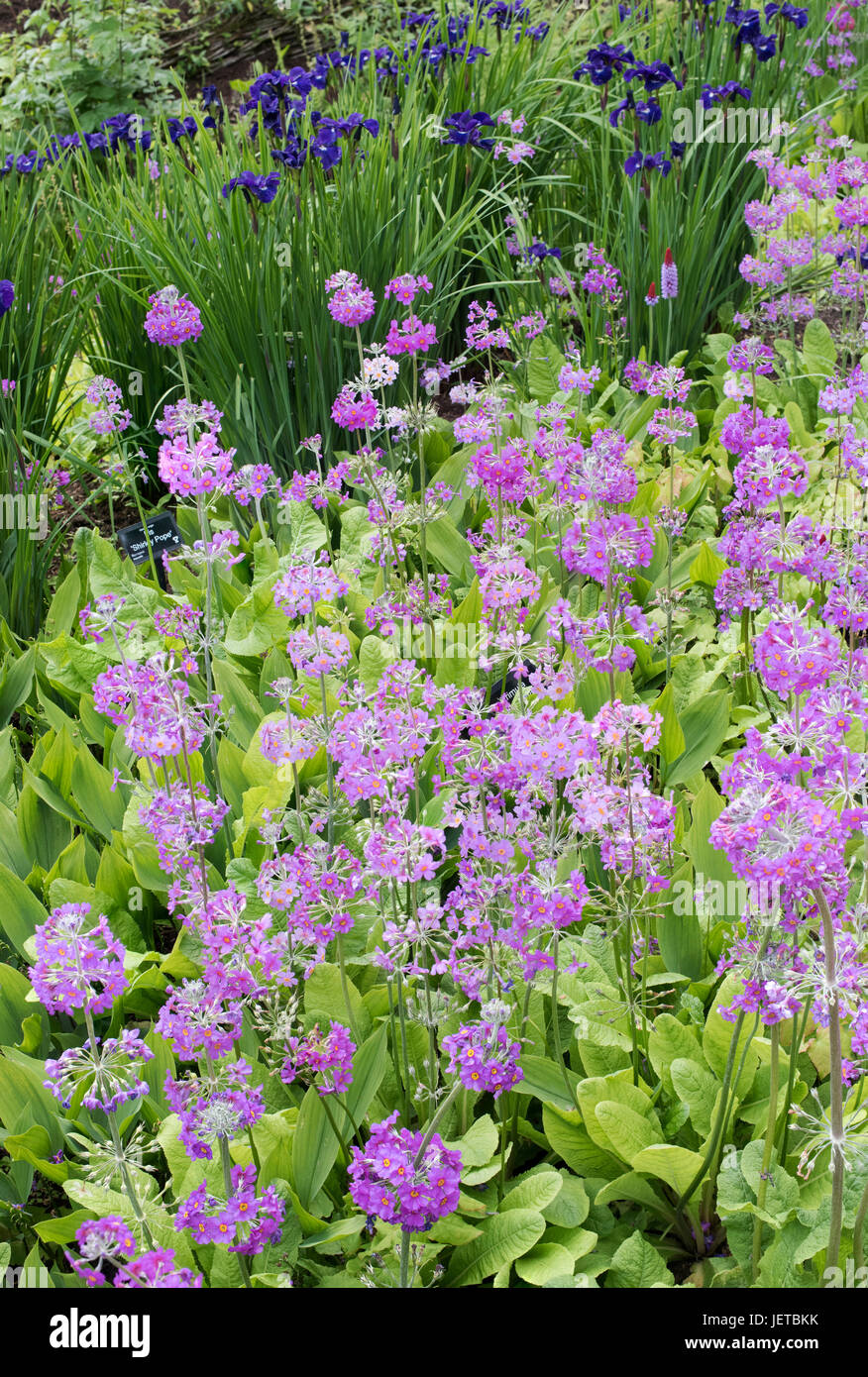 Primula harlow carr hybrid hi-res stock photography and images - Alamy