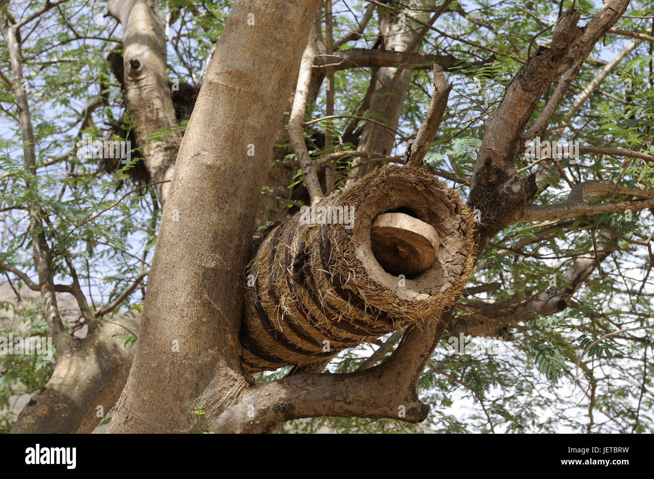 Ethiopia tree hi-res stock photography and images - Alamy
