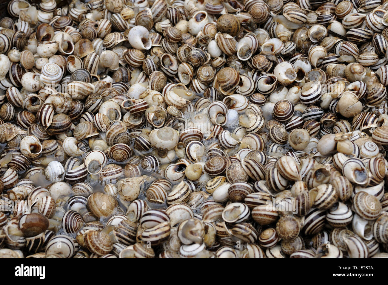 Escargot houses hi-res stock photography and images - Alamy