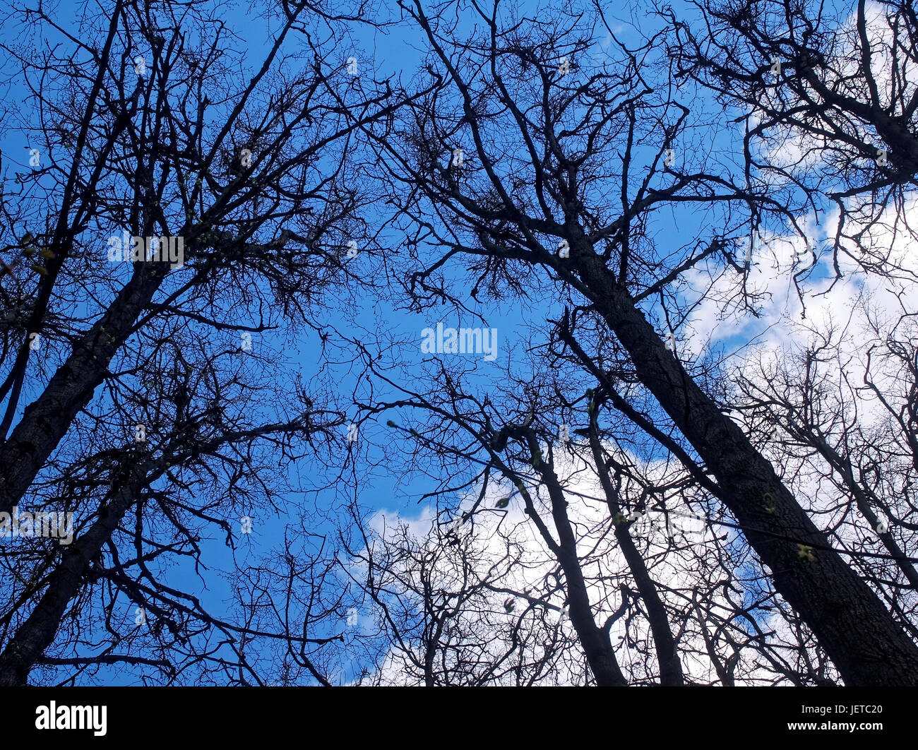 Spring sky through trees hi-res stock photography and images - Alamy