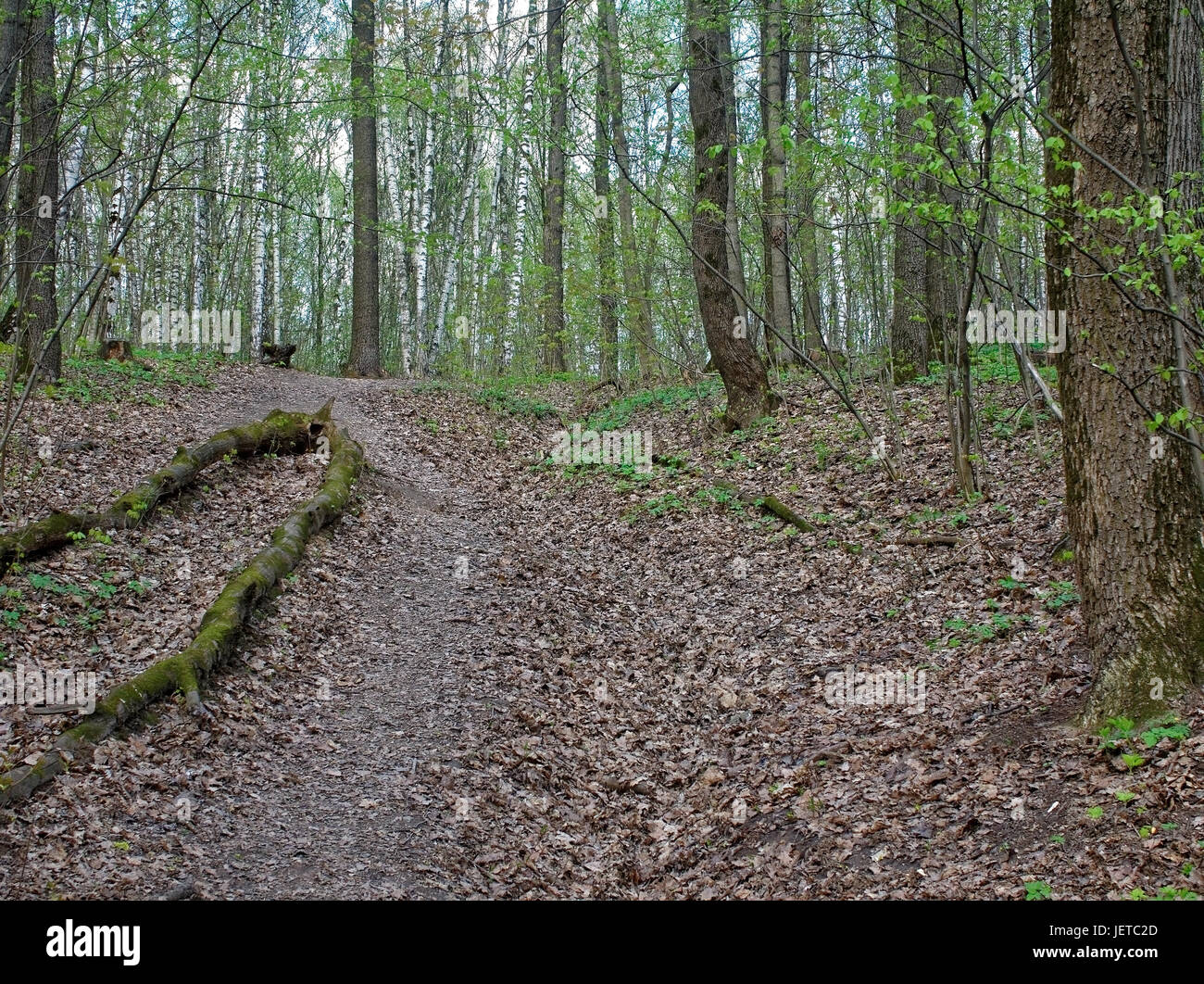 path in forest in spring, Moscow Stock Photo - Alamy