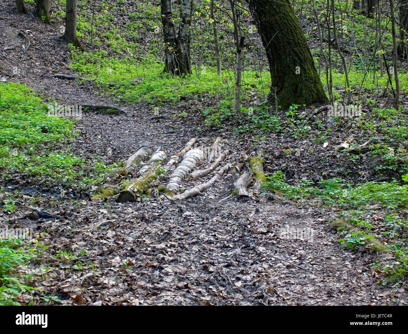 path in forest in spring, Moscow Stock Photo - Alamy
