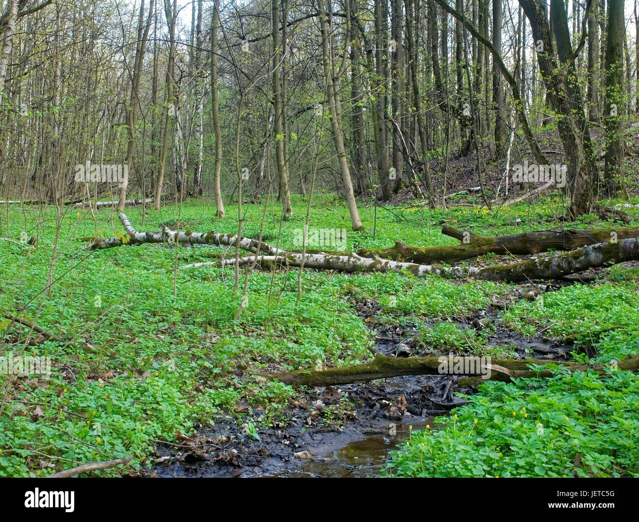 stream in the forest in spring, Moscow Stock Photo - Alamy