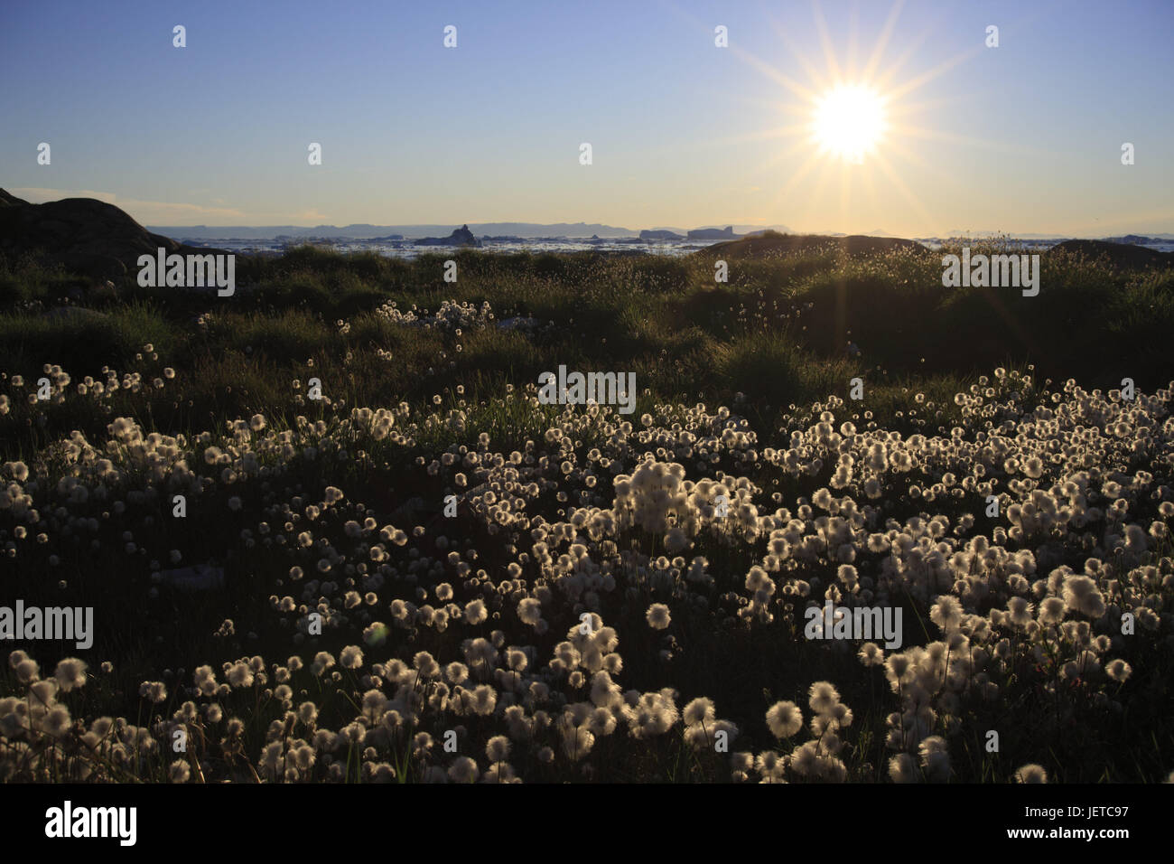 Greenland plants hi-res stock photography and images - Alamy