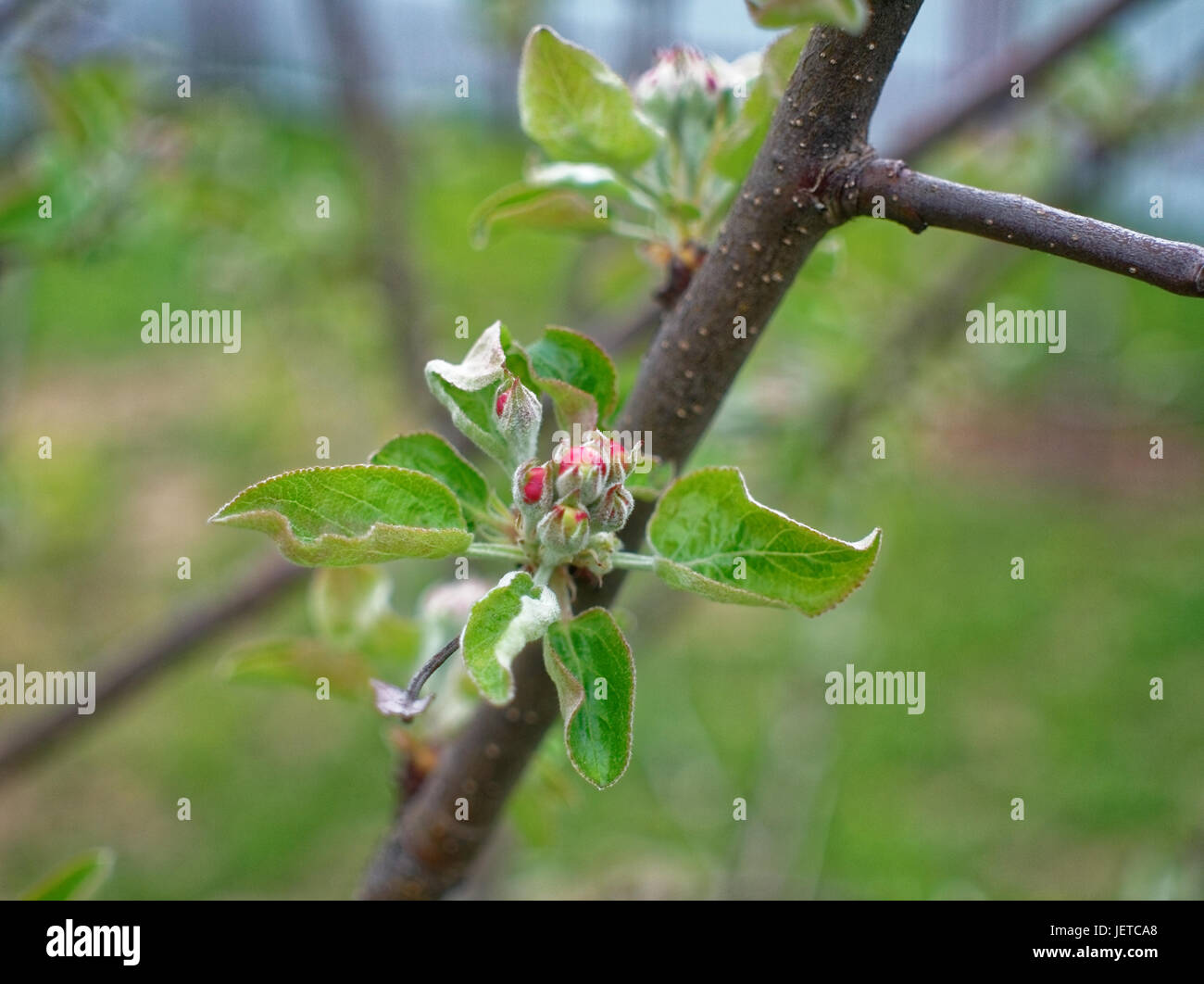Unblown hi-res stock photography and images - Alamy