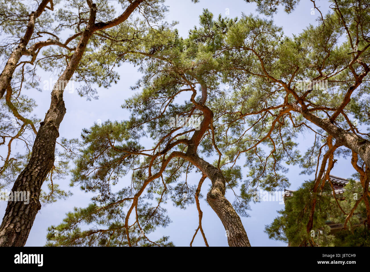 Pine tree with blue sky in Korea Stock Photo - Alamy