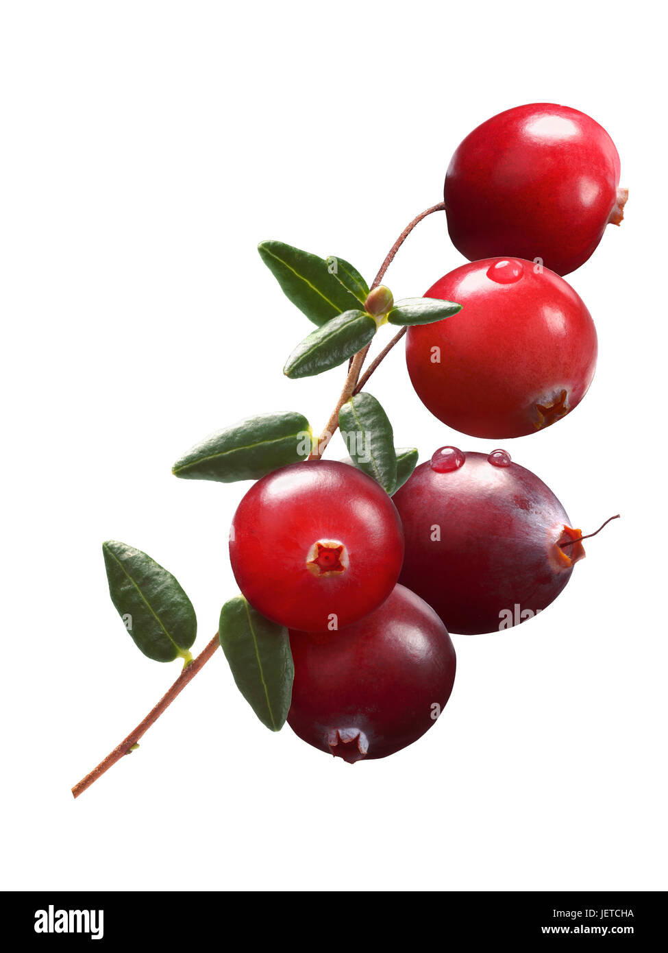 Cranberry branch (Vaccinium oxycoccus). Clipping path Stock Photo - Alamy