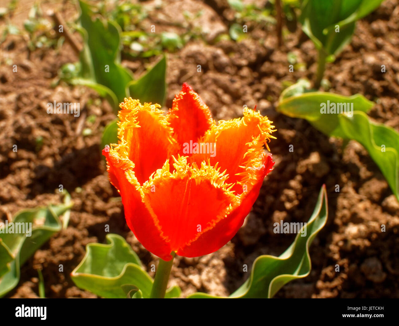 White tulip russia hi-res stock photography and images - Alamy