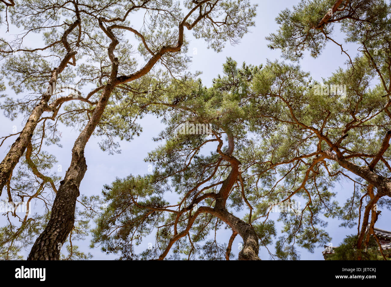 Pine tree with blue sky in Korea Stock Photo - Alamy