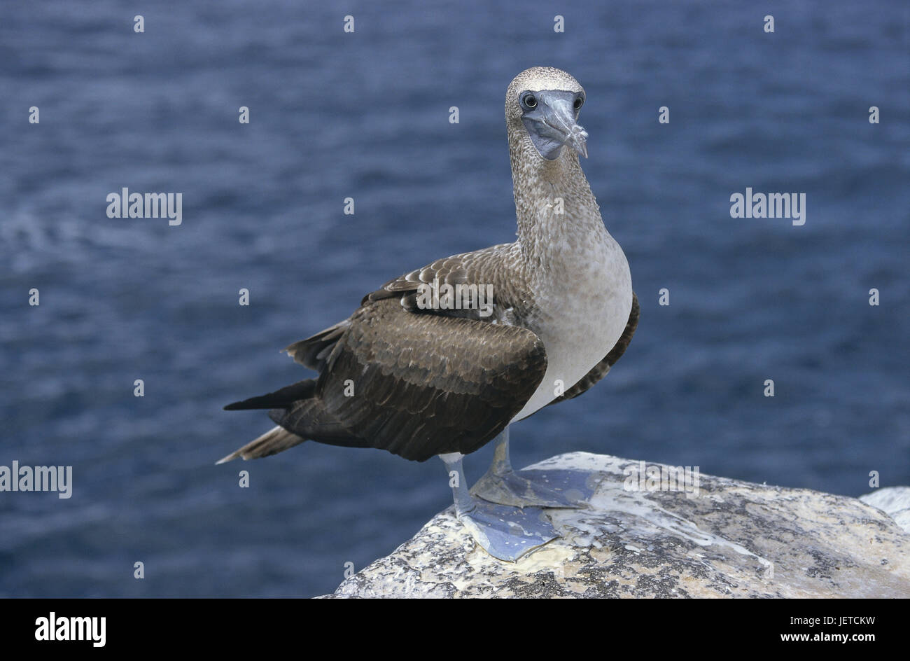 The Galapagos Islands, island Darwin, coast, blue foot gawk, Sula ...