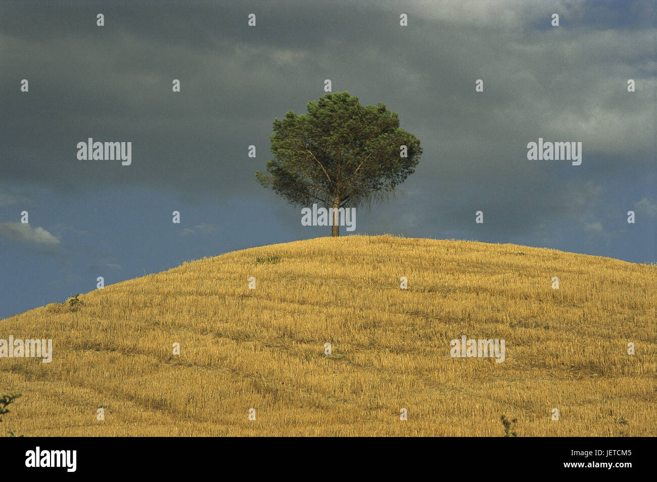 Italy, Tuscany, Crete, grain field, hill, solitaire tree, Orciatal ...