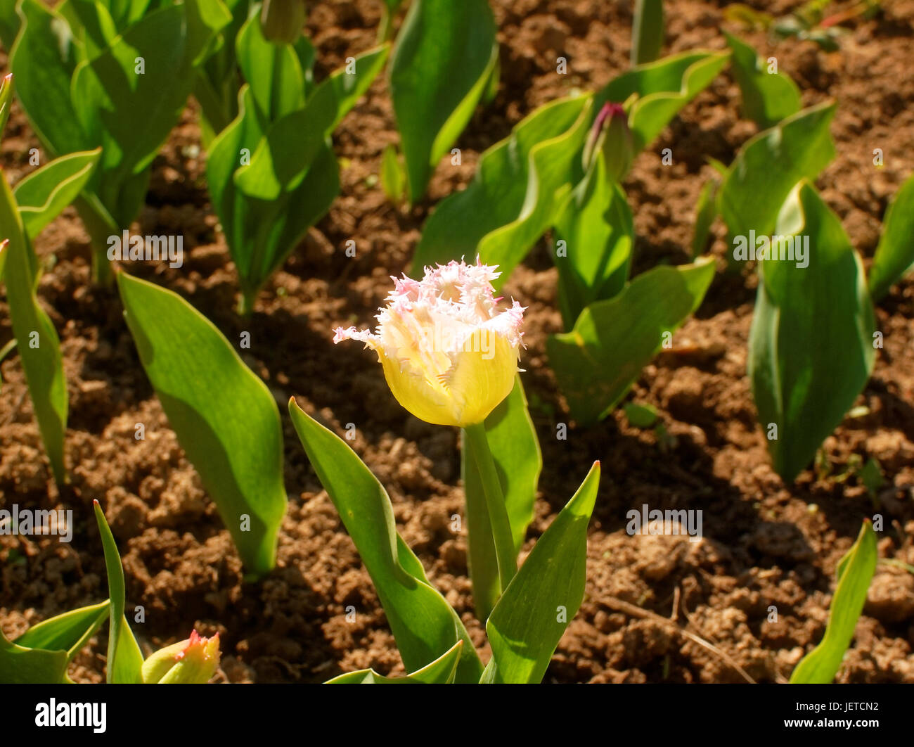 Tulip flowers in spring in the garden, Russia Stock Photo - Alamy