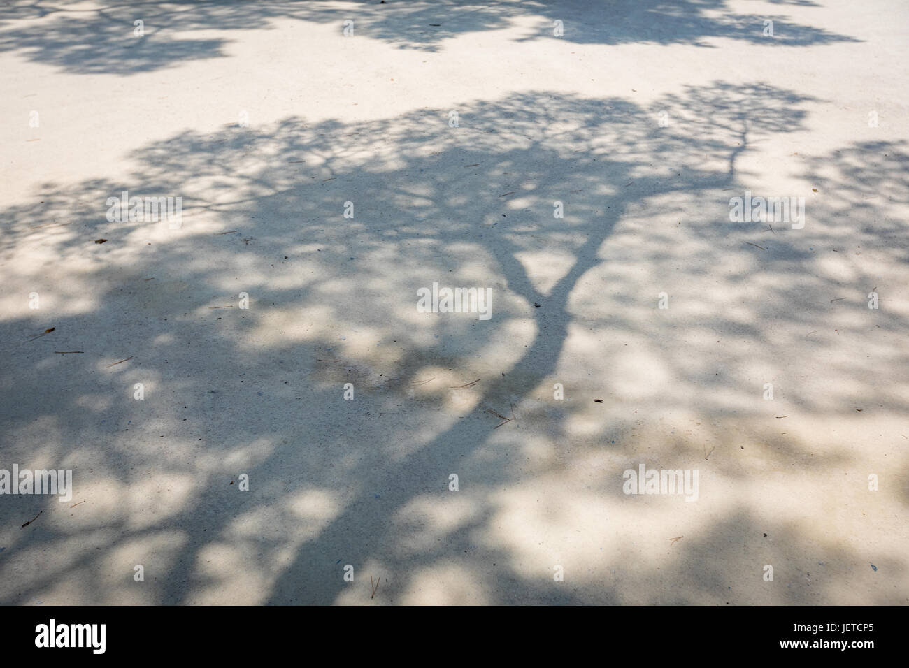 Shadow of pine tree on the road in Korea Stock Photo - Alamy