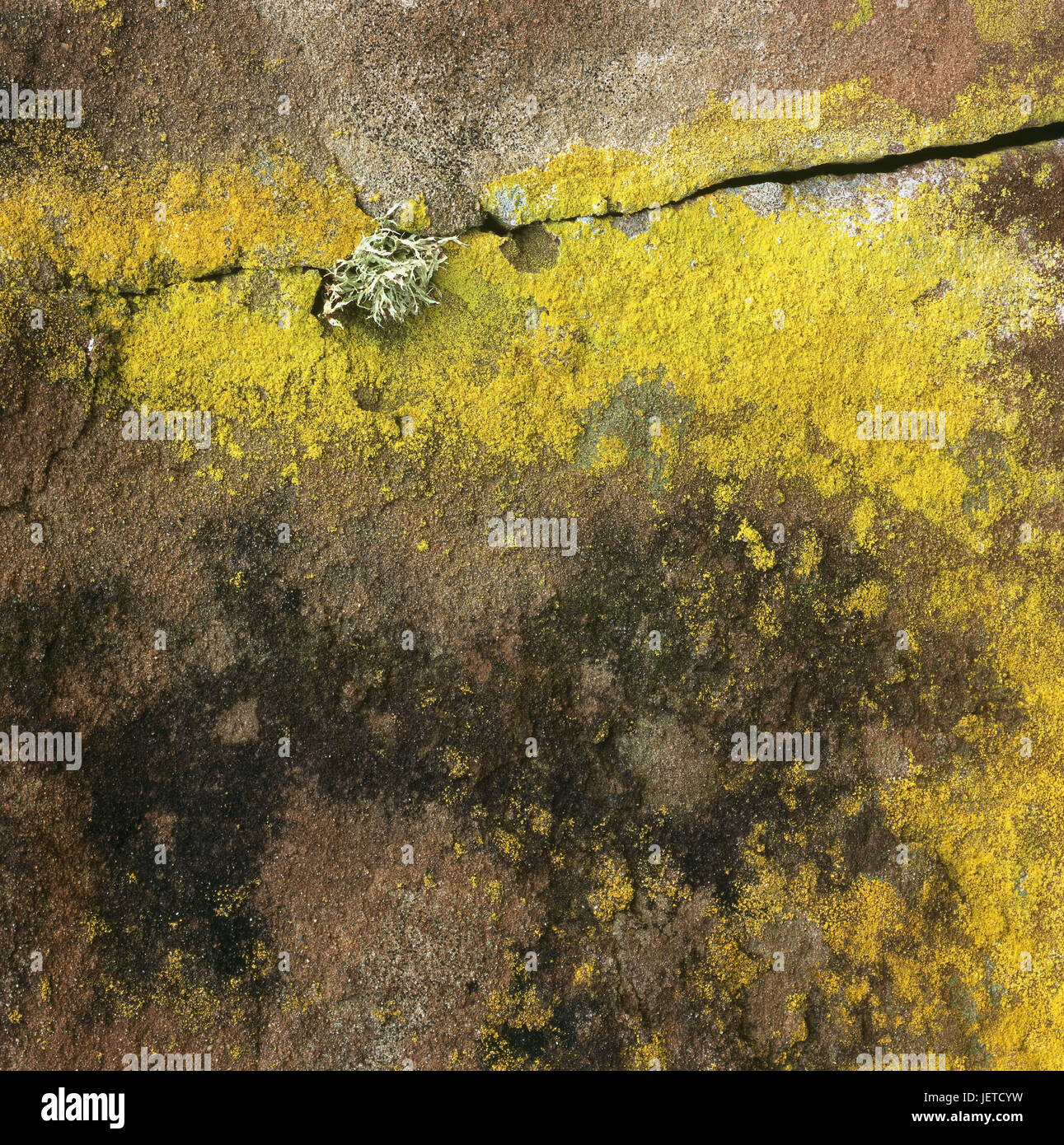 Cliff face, column, moss, rock, rock, crevice, plants, lichens, nature ...