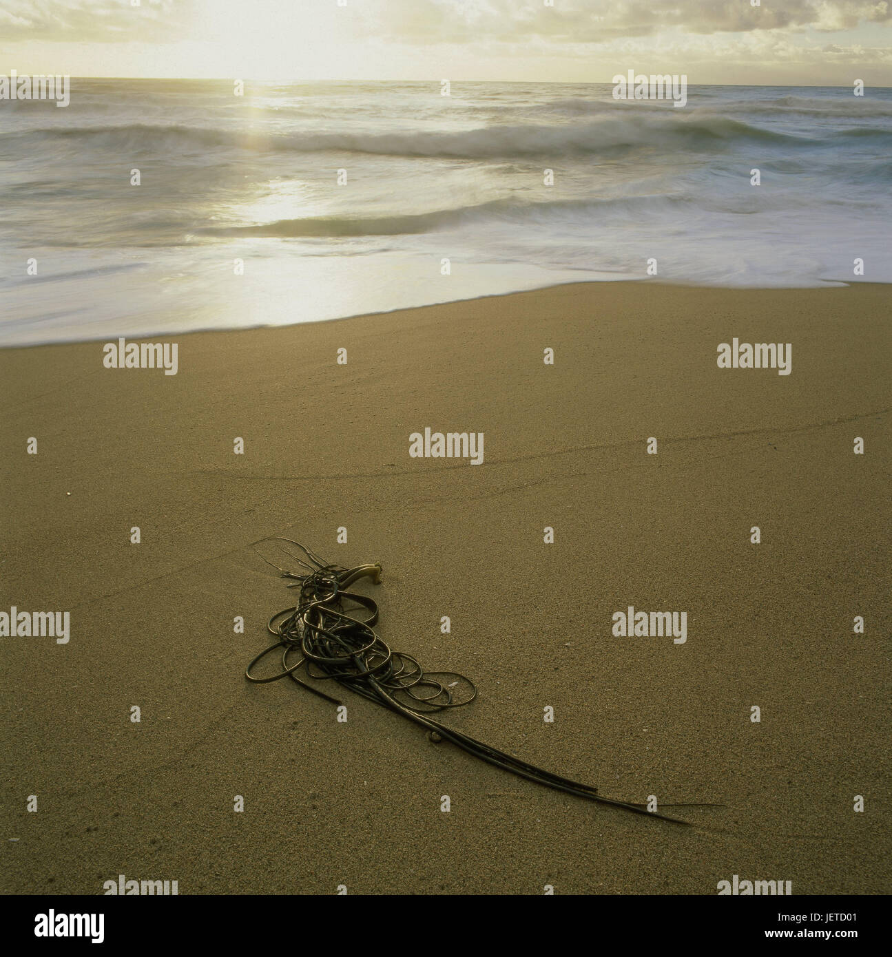 Sandy beach, seaweed, sea view, back light, beach, Sand, seaweed, algae ...