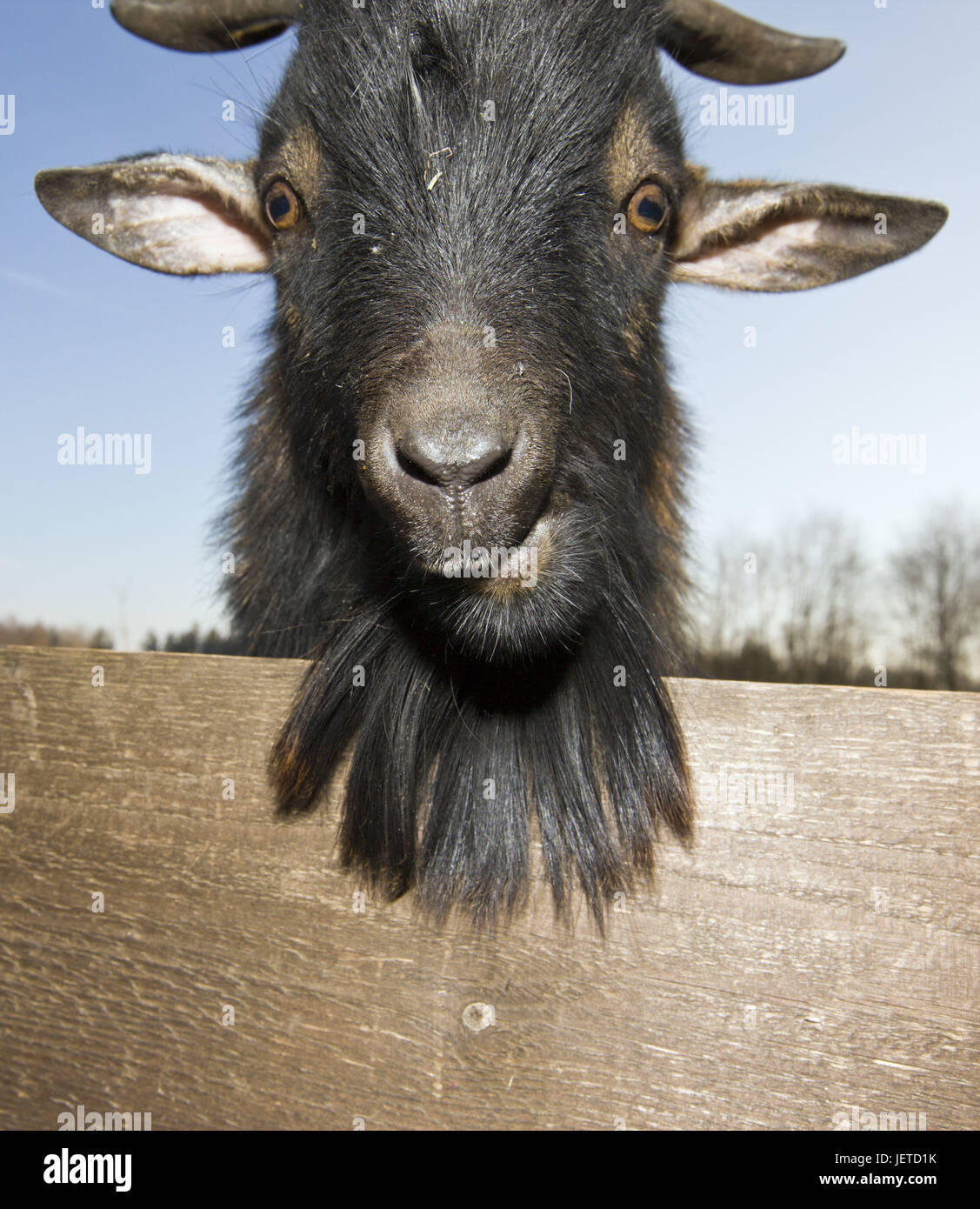 House goat hi-res stock photography and images - Alamy