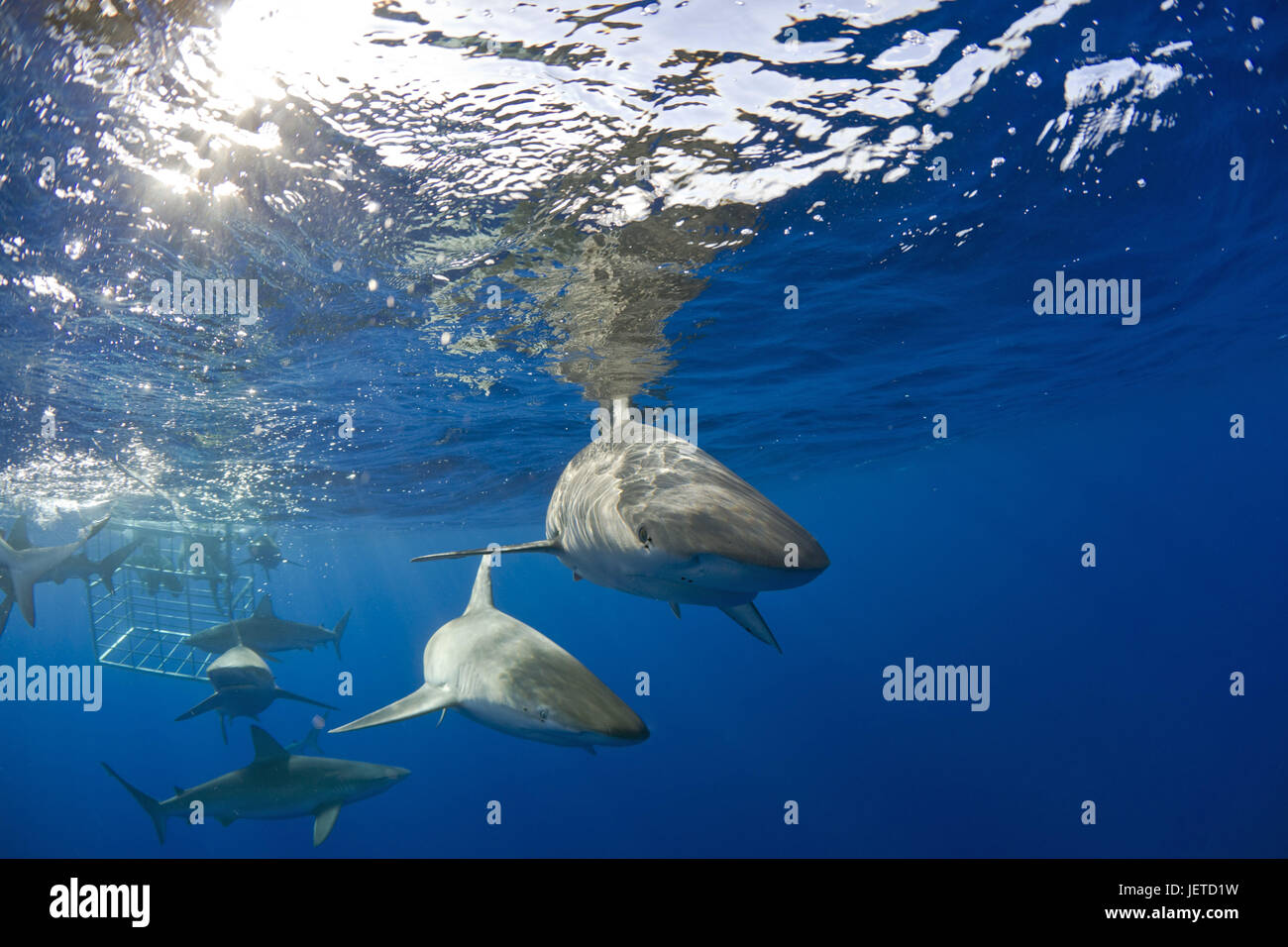 Shark card cages hi-res stock photography and images - Alamy