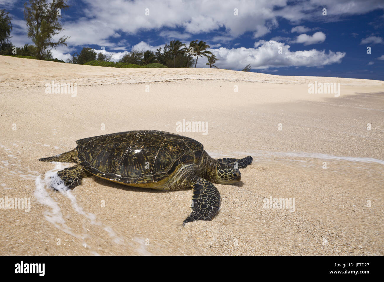 Hawaii beach sea turtles hi-res stock photography and images - Alamy