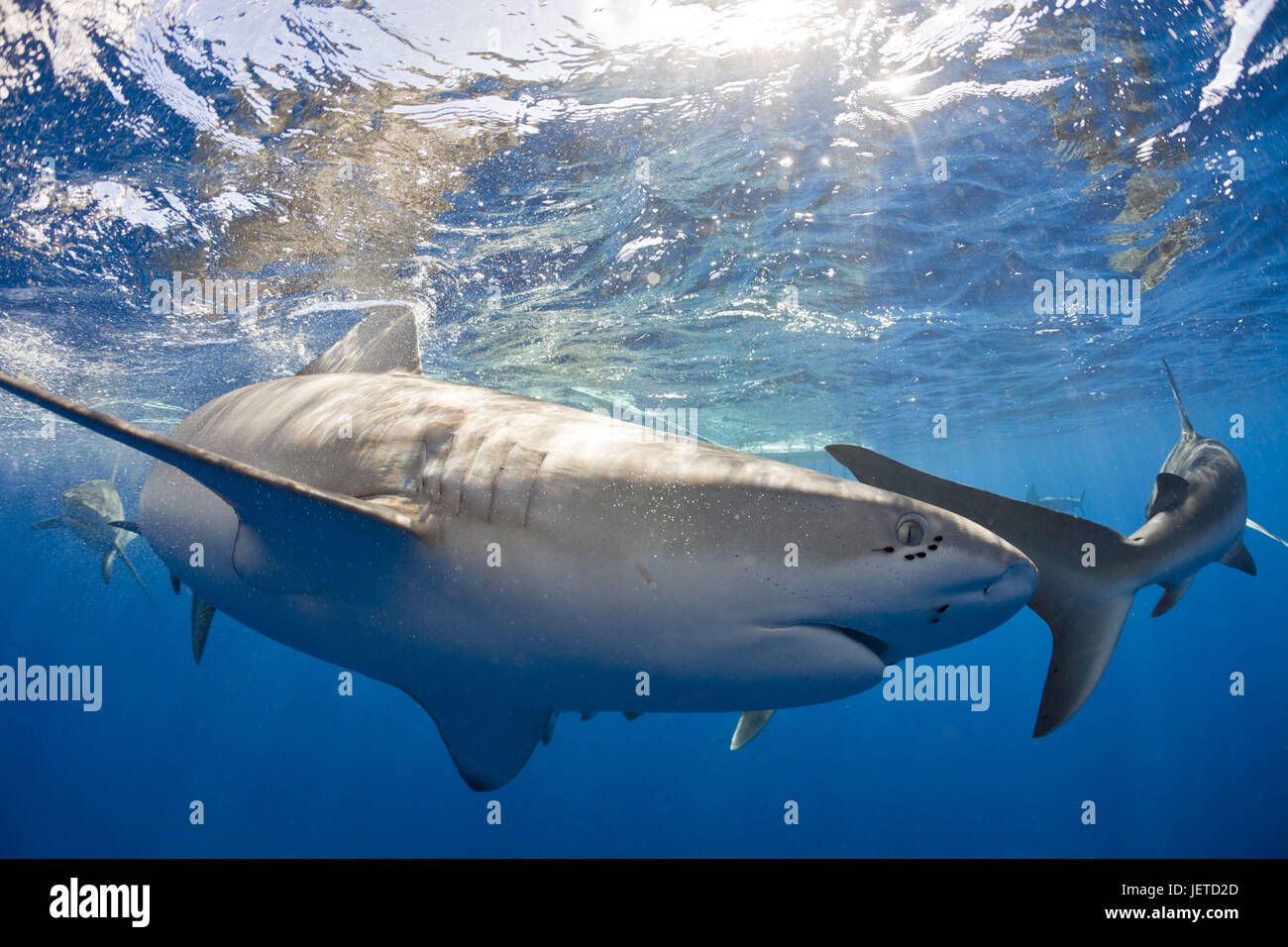 Galapagos sharks hi-res stock photography and images - Alamy