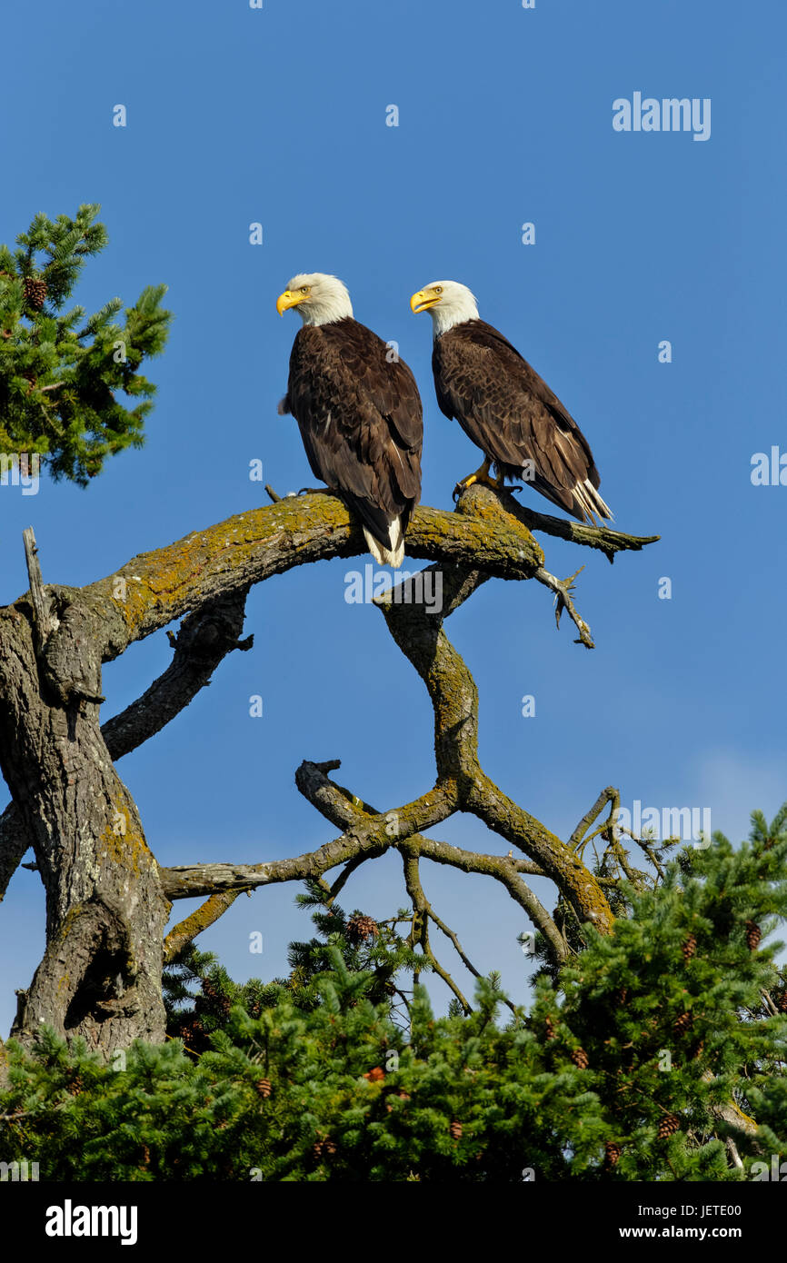 Bald eagle pair hi-res stock photography and images - Alamy