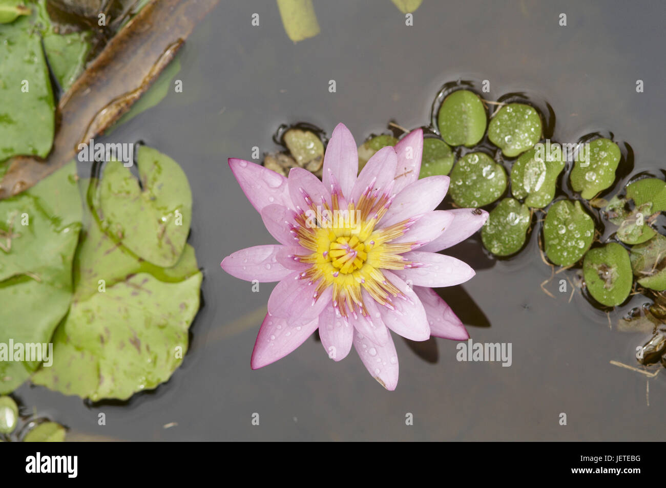 Water plants hi-res stock photography and images - Alamy