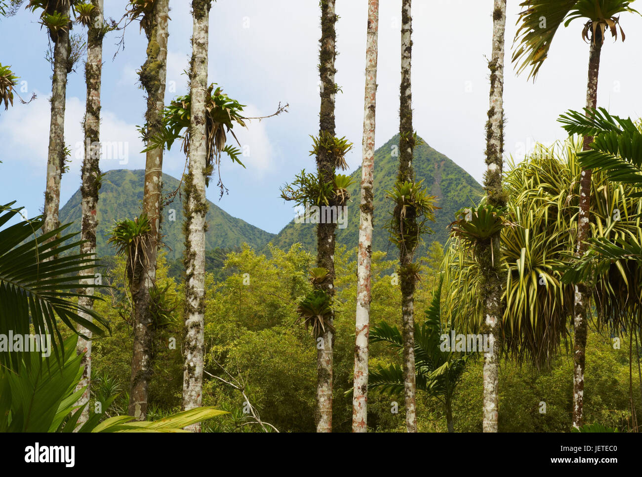 Martinique, Balata, botanical garden, in the background the Pitons of ...