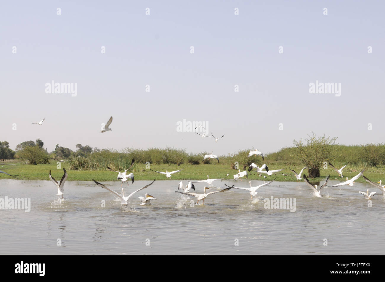 Lake ziway birds hi-res stock photography and images - Alamy