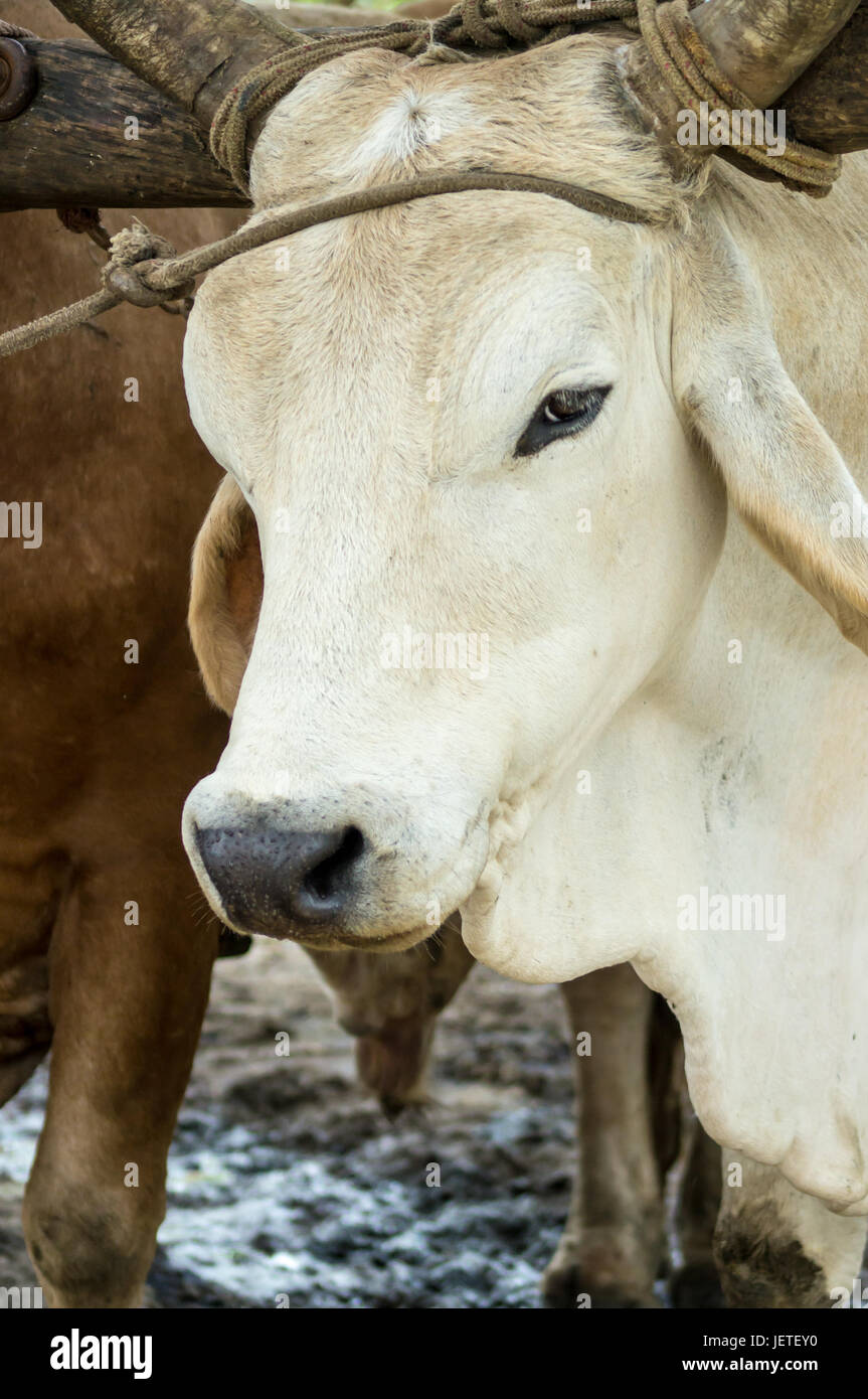 White bull hi-res stock photography and images - Alamy