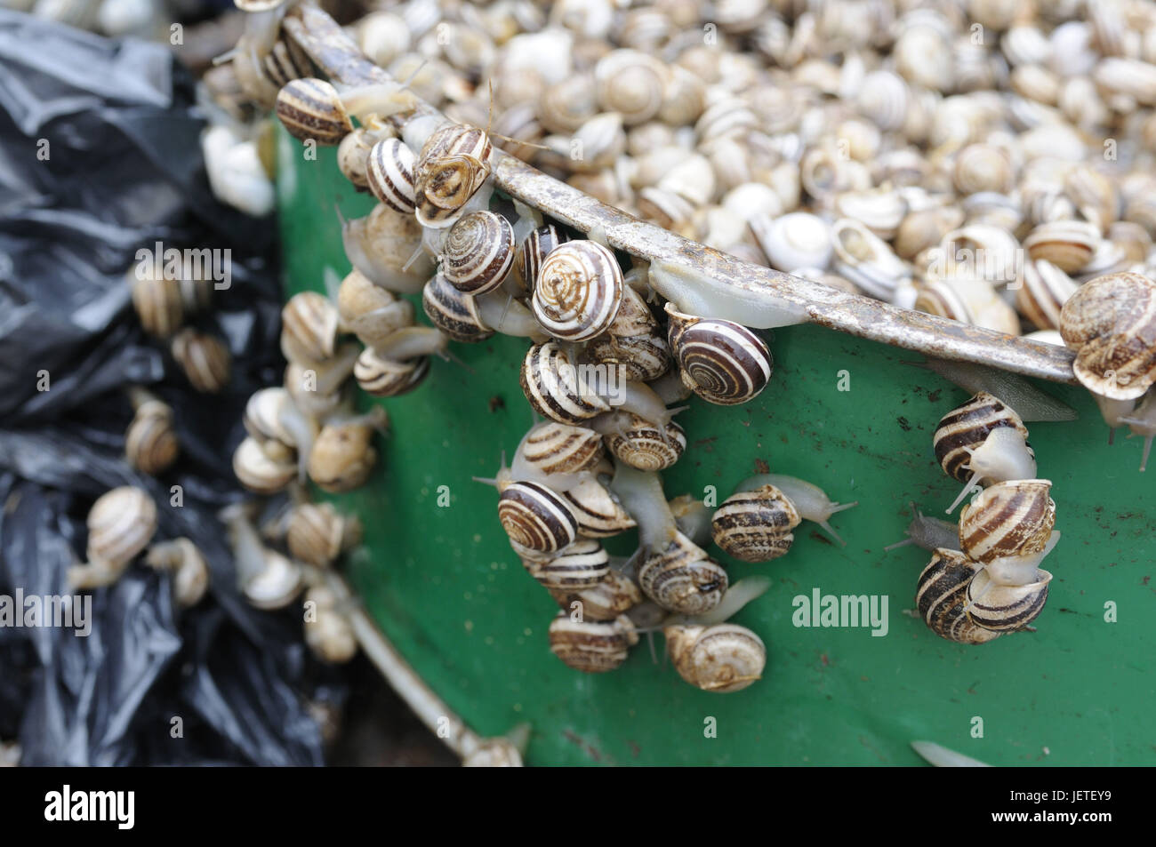 Cord escargot hi-res stock photography and images - Alamy