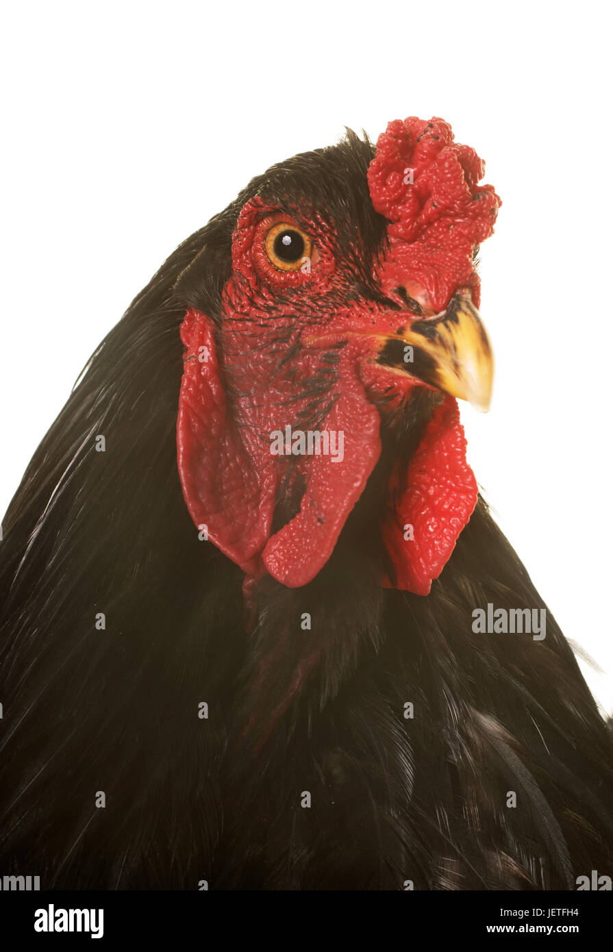 Brahma rooster hi-res stock photography and images - Alamy