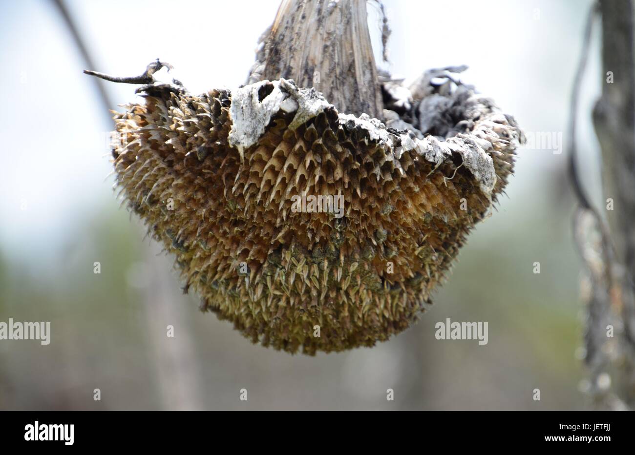 single withered sunflower in front of abstract colored background ...