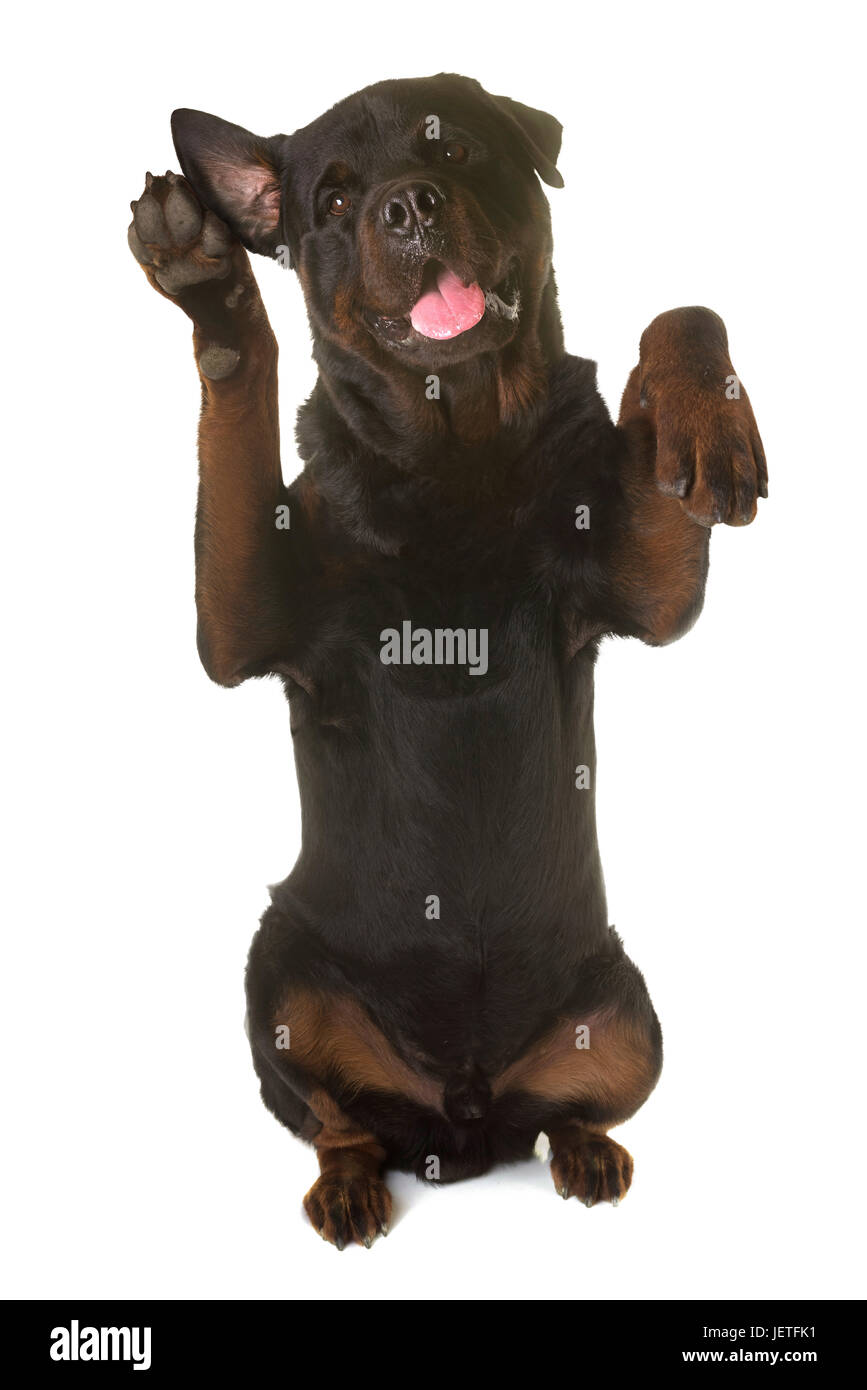 rottweiler standing up in front of white background Stock Photo - Alamy