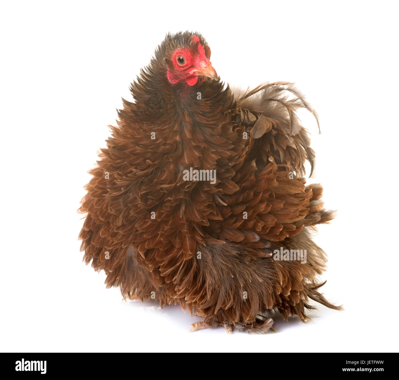 pekin chicken in front of white background Stock Photo - Alamy